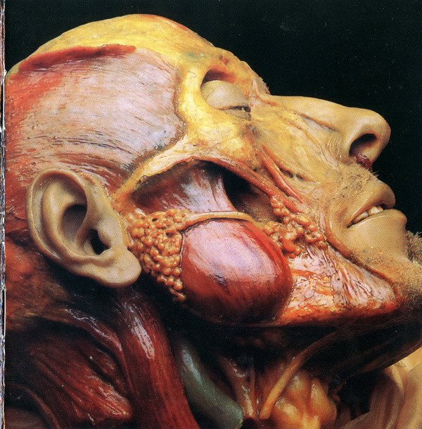 Y by Lymphatic Phlegm – Tabs & Versions | MetalTabs